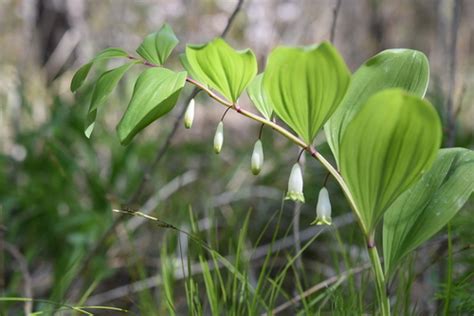 Variety Polygonatum Odoratum Pluriflorum · Inaturalist United Kingdom