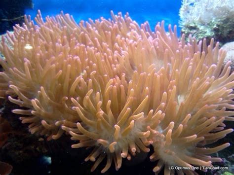 LG Optimus One With Android Phone Review