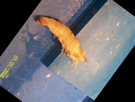 Shrimp Labeled Image Dataset Images Cv