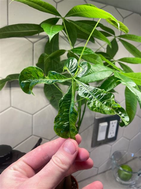 Variegated Money Tree Pachira Aquatica Etsy