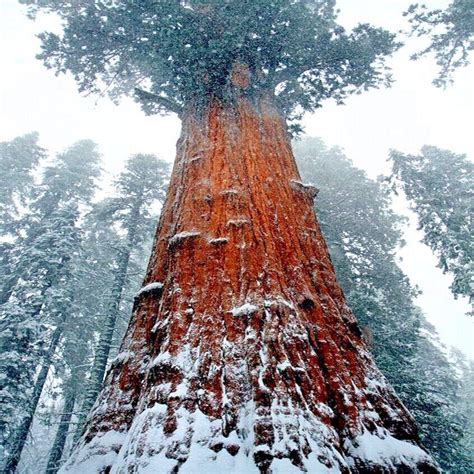 Largest Redwood In The World Just Discovered New 2 Tallest