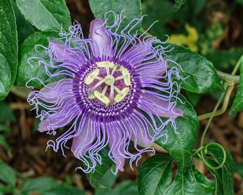 Homestead Stories The Purple Passionflower • Insteading