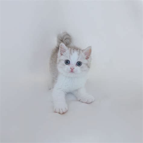 브리티쉬숏헤어 클롱 퍼스트캣ㆍ24시 고양이분양ㆍ전국 안심홈서비스