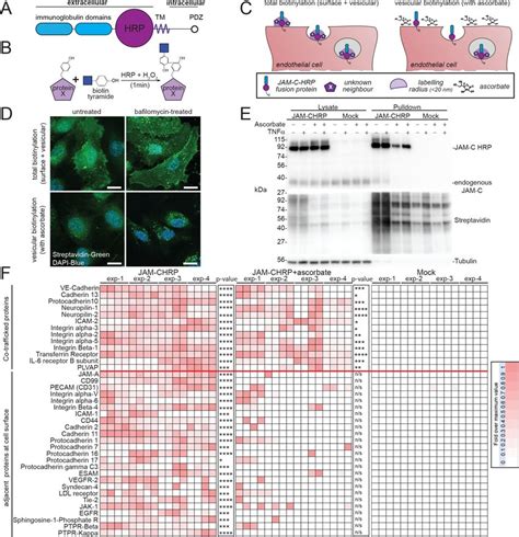 An Hrp Based Proximity Labelling Approach Reveals Jam C Cotraffics With Download Scientific