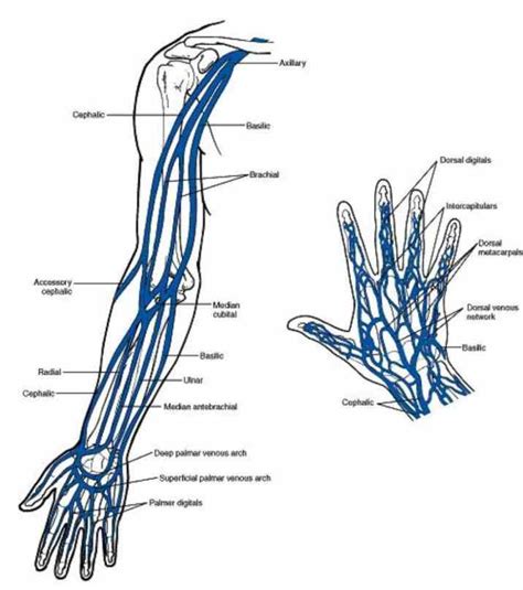 Arm Veins Anatomy