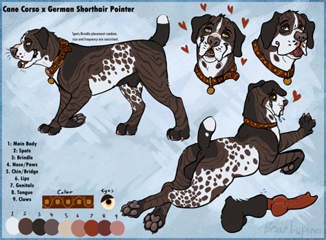 Rule 34 Absurd Res Animal Genitalia Animal Penis Briarlupine Brown Body Brown Fur Cane Corso