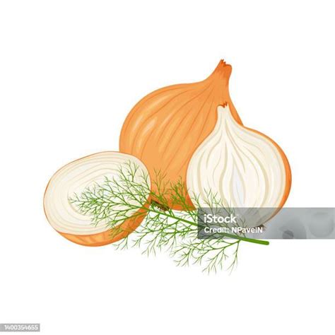 양파 양파 머리의 이미지 전체와 잘게 잘린 것 그리고 딜의 장식 흰색 배경에 격리된 벡터 일러스트 레이 션 껍질 벗긴에 대한 스톡 벡터 아트 및 기타 이미지 Istock