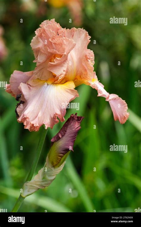 Tall Bearded Iris Iris High Roller Large Ruffled Flowers Of Tan Brown Orange Yellow Tints At