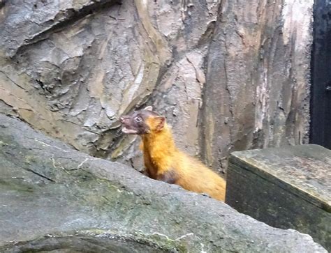 夏のテン動物トピックス｜ブログ野毛山動物園公式サイト｜公益財団法人 横浜市緑の協会