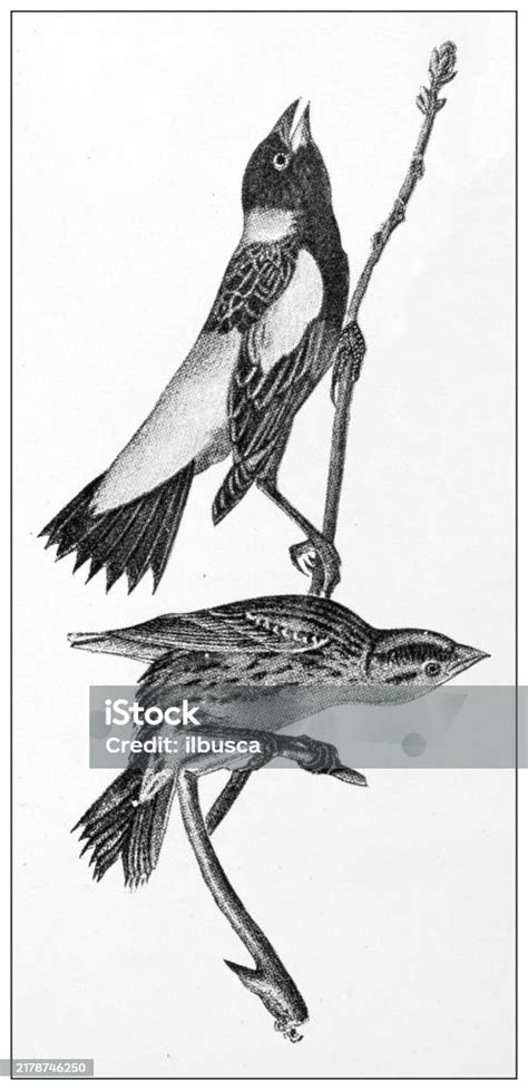 Antique Image Bird Male And Female Bobolink Stock Illustration Download Image Now 1890 1899