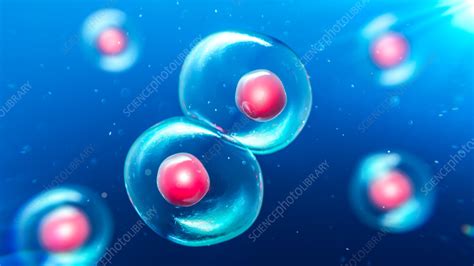 Daughter Cells Illustration Stock Image F0364967 Science Photo