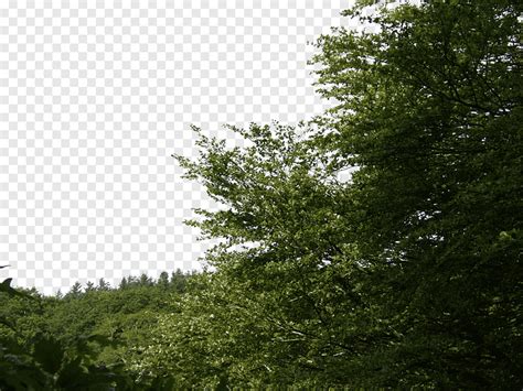 Nature Foreground Green Trees Png PNGEgg