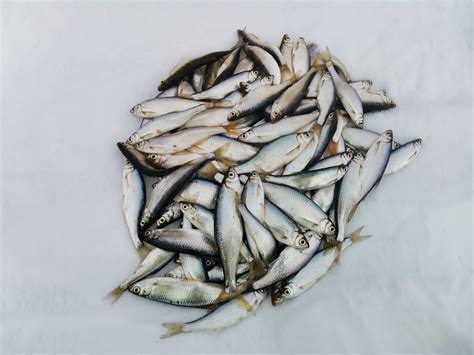 Ловля уклейки на мормышку по последнему льду