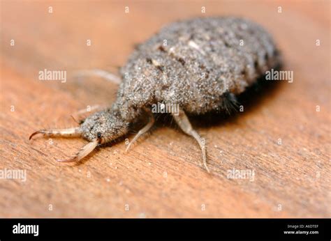 Doodlebug Antlion