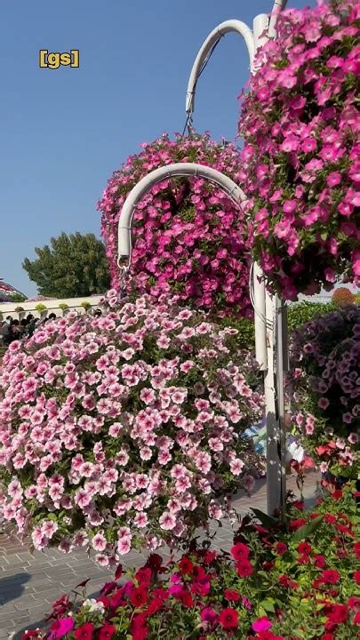 ყვავილების საოცრებათა ბაღი დუბაი Youtube