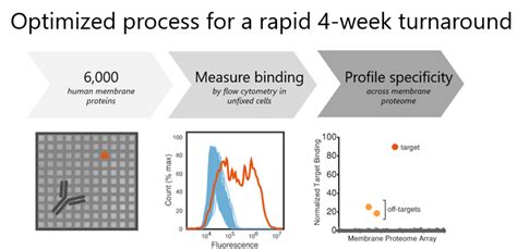 Membrane Proteome Array Mpa Antibody Specificity Profiling