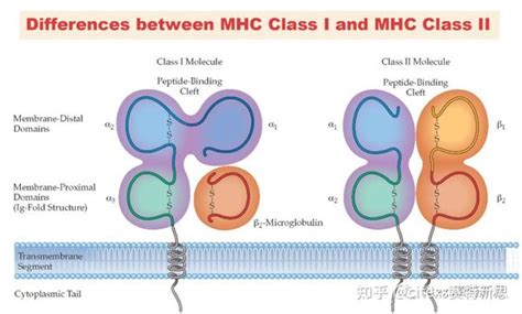Mhc分子、apc细胞及t细胞之间的关联及详解 知乎