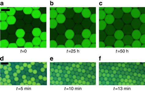 Molecular Transport For Two Fluorophores Fluorescein Ac Is Download Scientific Diagram