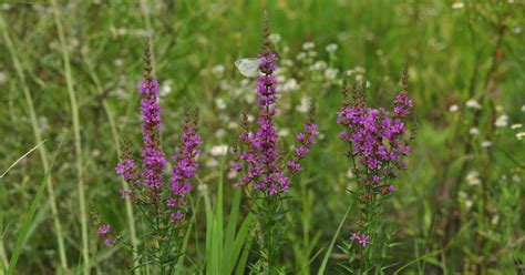 국립산림품종관리센터 산·관협의체 운영민관 협력 산림식물 신품종 육성기술 세미나 개최