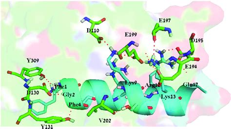Binding Mode Of Agonist Nop Peptide Inside The Binding Site Hydrogen