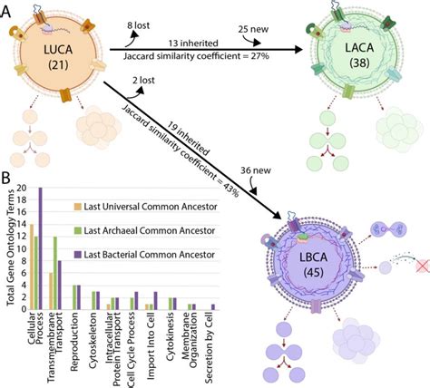 Evolution Of Cellular Organization Along The First Branches Of The Tree