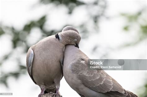녹색 배경에 사랑에 빠진 유라시아 칼라 비둘기 또는 스트렙토펠리아 데카옥토의 커플 안녕하세요 봄 유럽멧비둘기에 대한 스톡 사진 및 기타 이미지 Istock