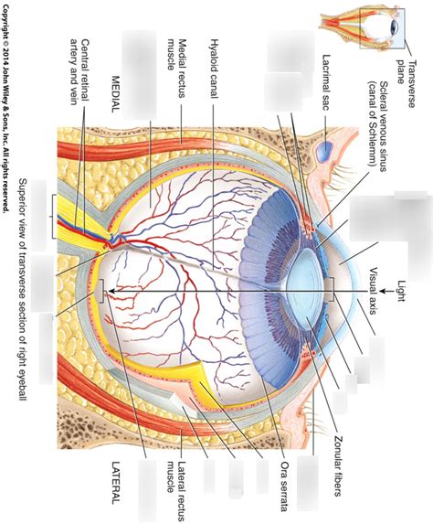 The Eyeball Transverse View From Above Diagram Quizlet