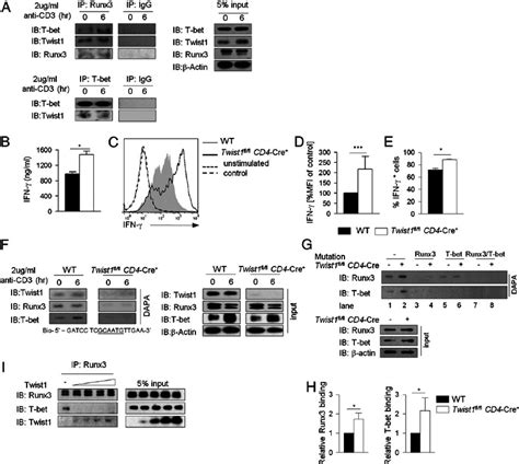 twist1 physically interacts with runx3 and t bet a whole cell