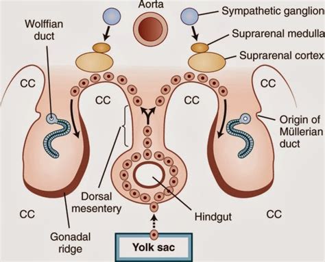 原始生殖細胞遷移primordial Germ Cell Migration 小小整理網站 Smallcollation