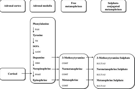 Epinephrine Synthesis