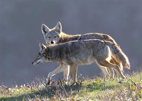 Coyote Couple Photograph By David Golding Pixels