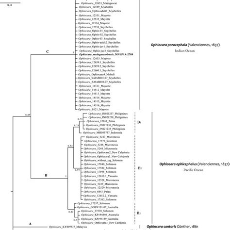 The Seed Dormancy Classification Process For Grass Species Download Scientific Diagram