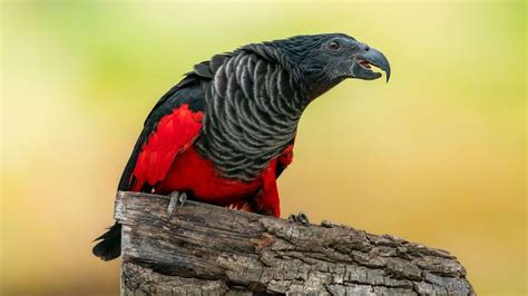 Animal Sex How Bats Do It Live Science