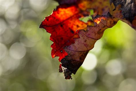 Automn Colors By Neopolis Ephotozine