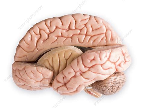 Anatomical Model Of The Human Brain Stock Image C026 6052 Science Photo Library