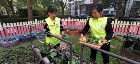 宝山这个社区发挥楼组活力 共享菜园凝聚邻里情