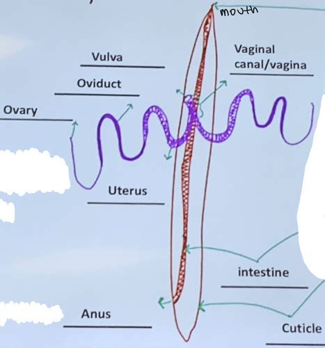 Parasitology Lab Final Nematoda To Plasmodium Flashcards Quizlet