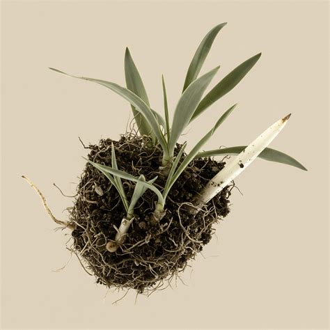 Regenerative Pathways → Term