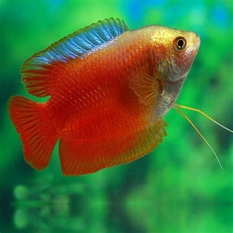 Green Dwarf Gourami