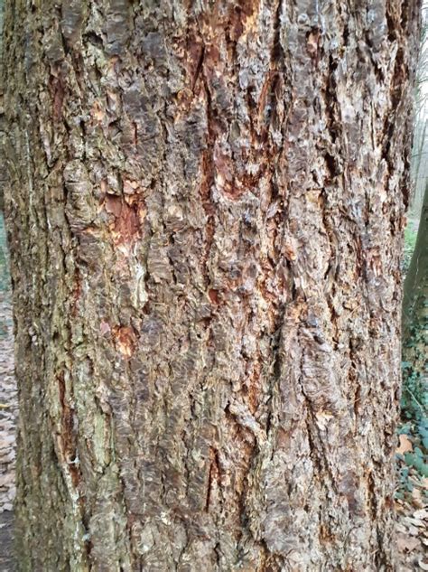 Douglasie By Julian Frey Instance Segmentation Dataset By Treespeciesdetection