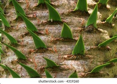 Close Spiny Trunk Monkey Puzzle Tree Stock Photo 4319260 Shutterstock