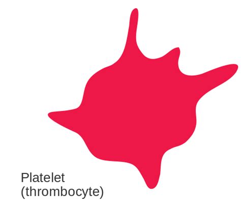 Difference Between Megakaryocyte And Platelet Megakaryocyte Vs Platelet