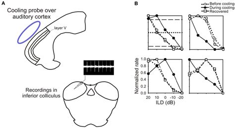 Inactivation Of The Auditory Cortex Alters Sensitivity To Interaural Download Scientific