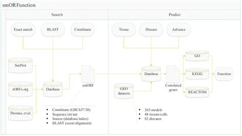 The Workflow Of Our Smorfmicroprotein Function Prediction Web Tool