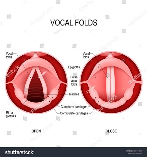 Anatomy Of Vocal Cords