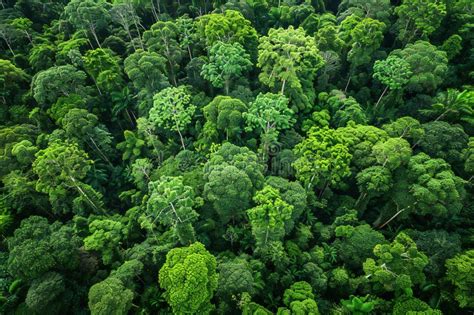 Aerial View Of A Rainforest Canopy With Various Tree Species Showing