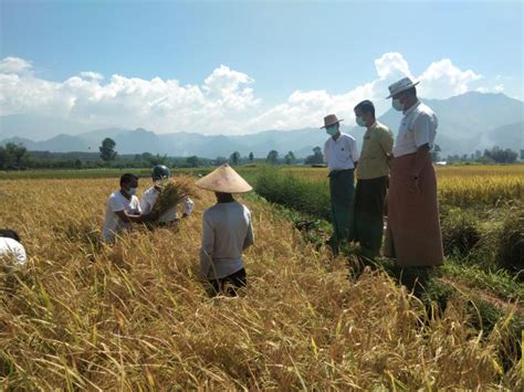ကွမ်းလုံမြို့၌ Cerp အစီအစဉ်ဖြင့် ဆောင်ရွက်ခဲ့သော မိုးစပါး Rs Cs မျိုးသန့်မျိုးပွား စံပြကွက် ရိတ