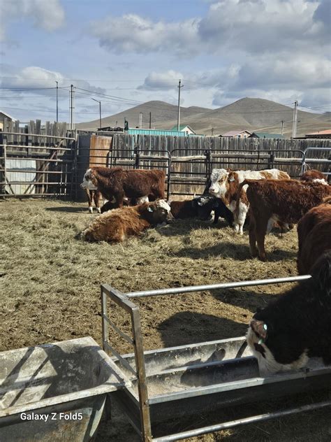 Мал аж ахуйн тоног Мал аж ахуйн тоног төхөөрөмж худалдаа