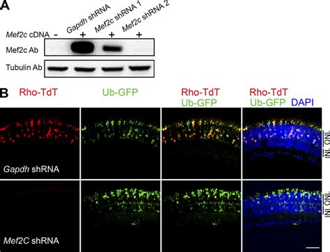 Reduced Rhodopsin Promoter Activity By Mef2c Knockdown In Adult Retina Download Scientific