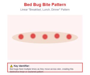 Bed Bug Bites Vs Mosquito Bites Key Differences And Visual Guide
